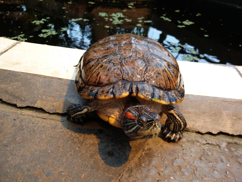 Kuidas ma leidsin kiired ja vihased kilpkonnad - Terviseviis